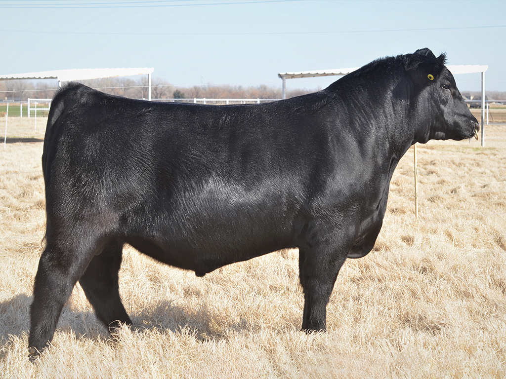 EXAR LEADER 9010B | Beef: Sire Catalog | CRI Canada