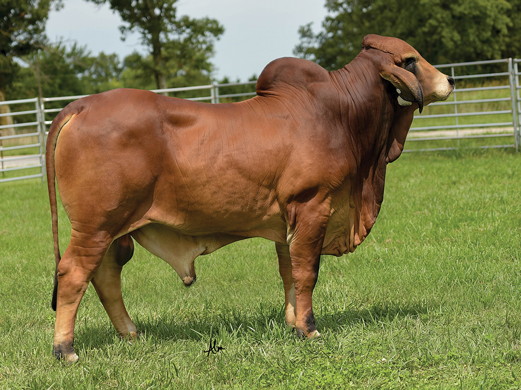 Red Brahman Bull